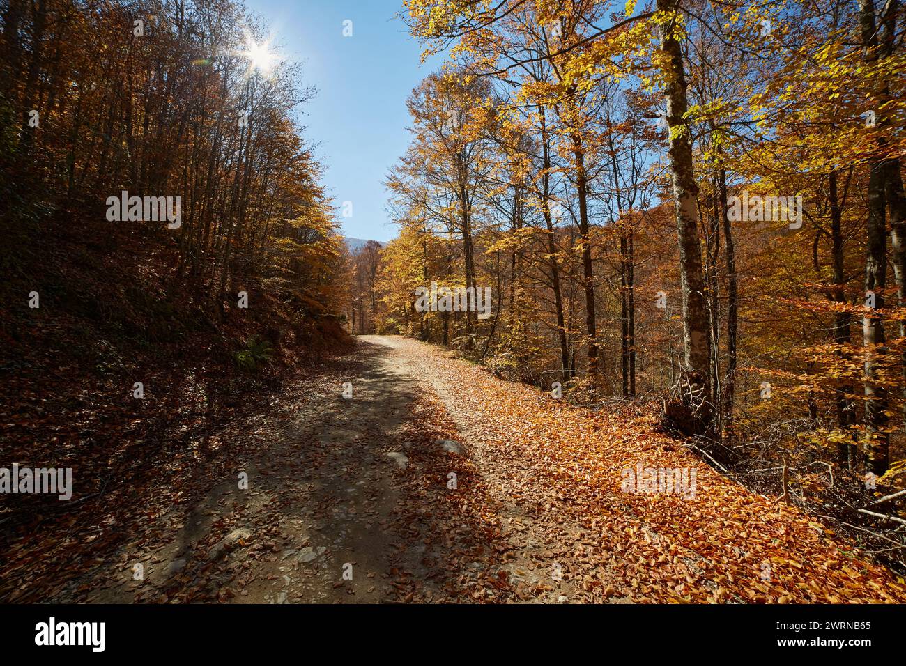 Beech trees with autumn colors.Autumn in the mountain Stock Photo - Alamy