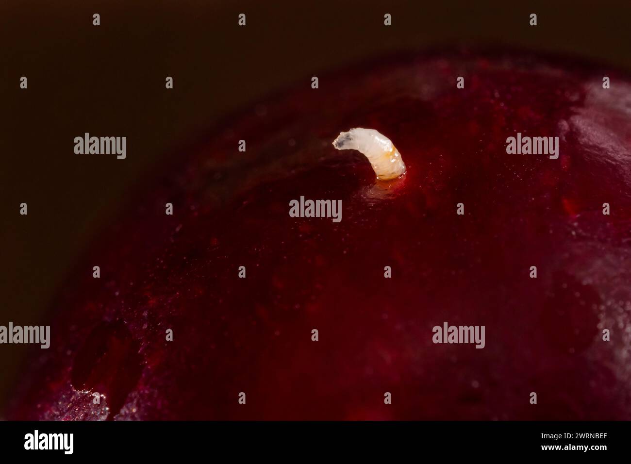 View of maggot, larva of cherry fruit fly comes out of cherry - macro ...