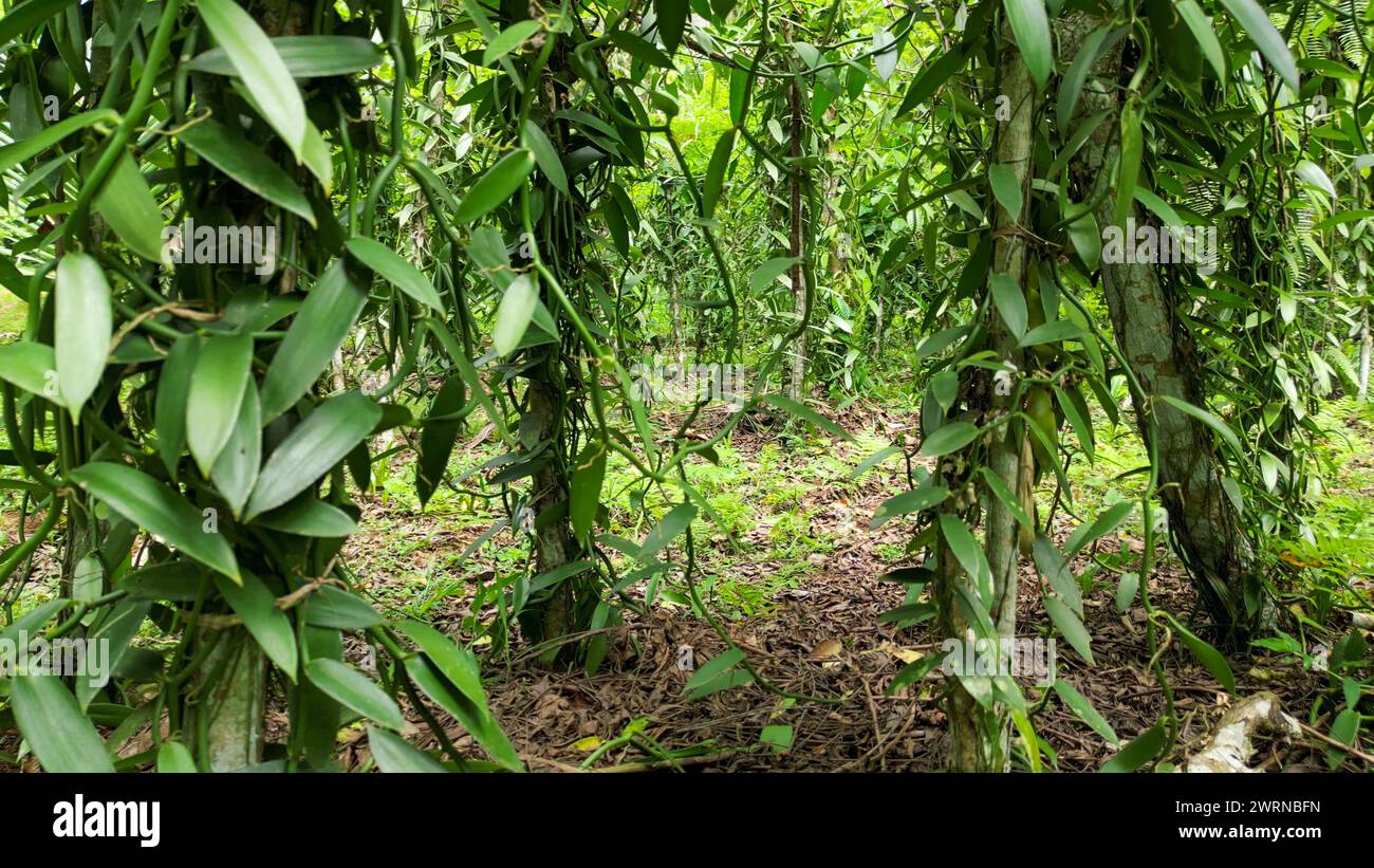 Aerial close-up of Planifolia Vanilla plants in Prince Island,Sao Tome ...