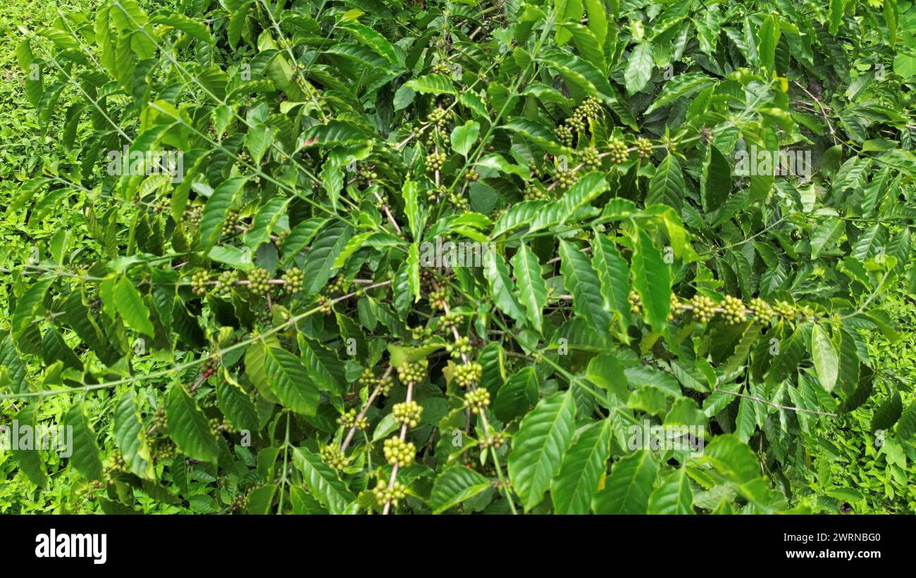 Coffee plantation coffea robusta hi-res stock photography and images ...