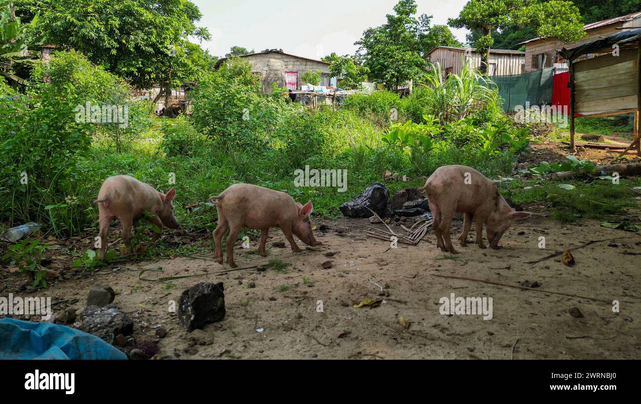 Pigs searching for food in a african village, in Sao Tome, Africa Stock ...