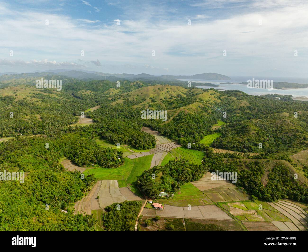 Green hills and paddy rice fields, aerial view. Santa Fe, Tablas ...