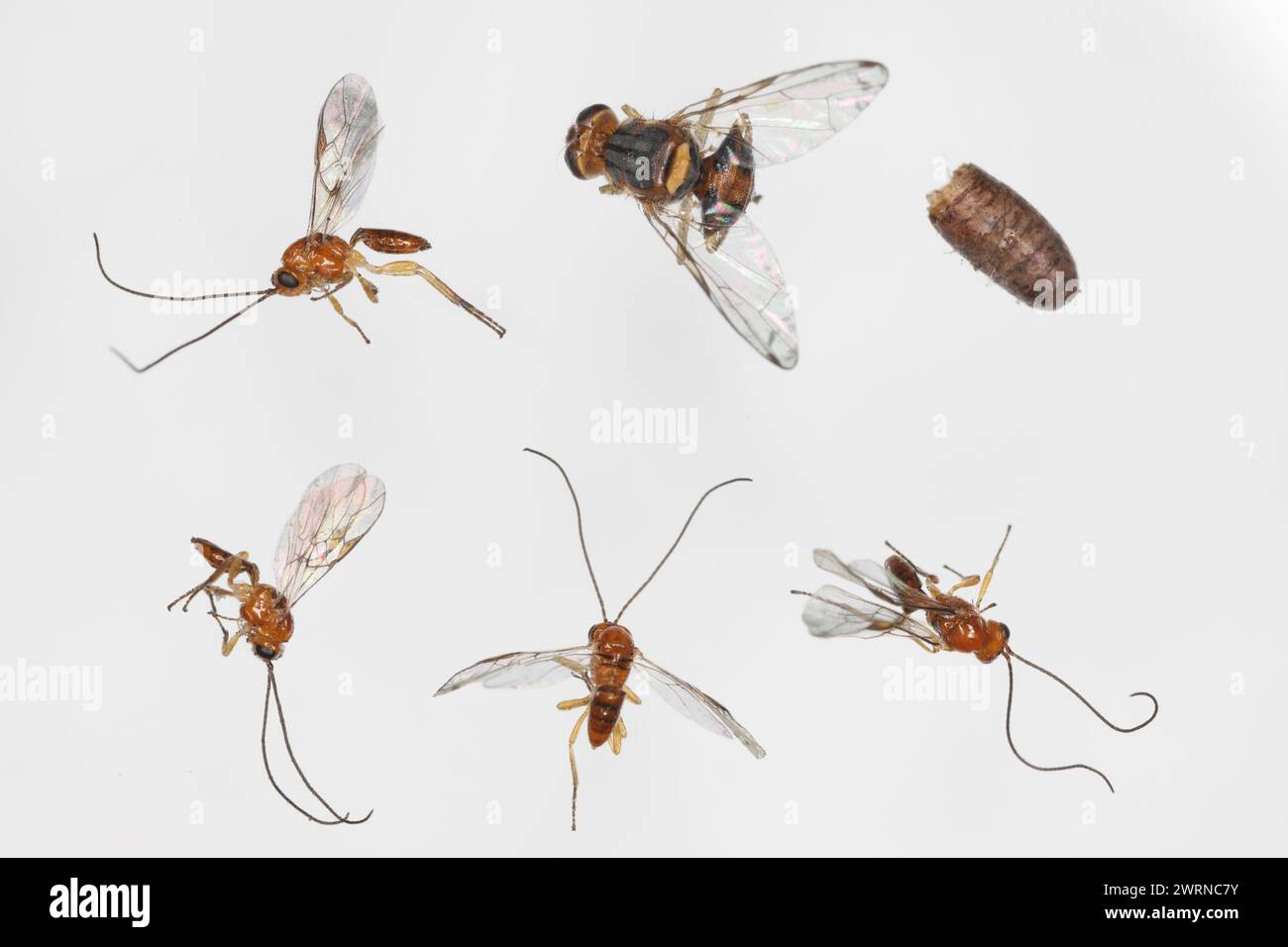 Olive Fruit fly- Bactrocera oleae: one of the most important olive ...