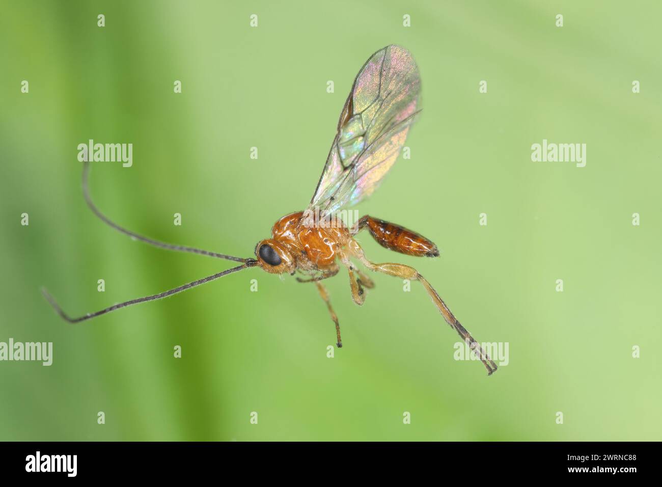 Parasitoid (ichneumonid wasp) of Olive Fruit fly- Bactrocera oleae, one ...