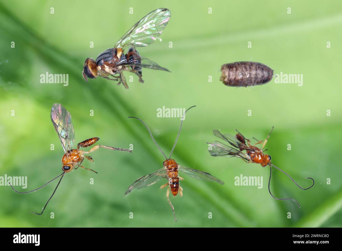 Olive fly pest hi-res stock photography and images - Alamy