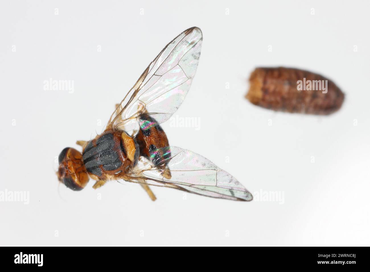 Olive Fruit fly- Bactrocera oleae. One of the most important olive ...