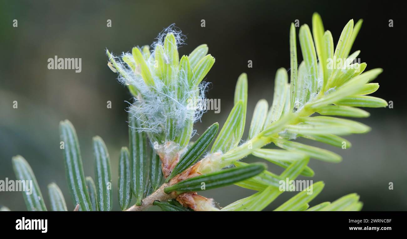 Picea spp hi-res stock photography and images - Alamy