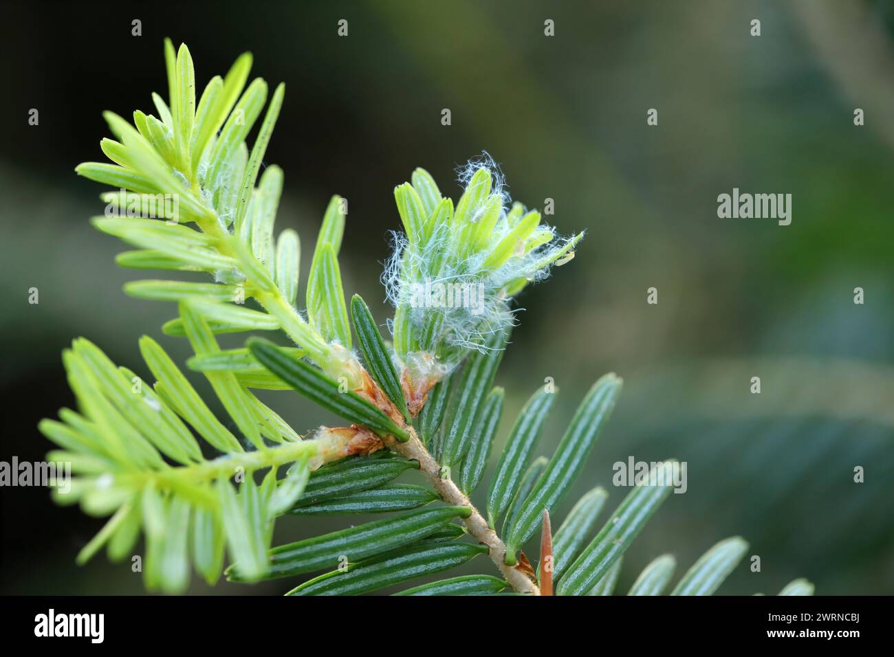 Balsam twig aphid or Silver fir aphids (Mindarus abietinus) feeding on ...