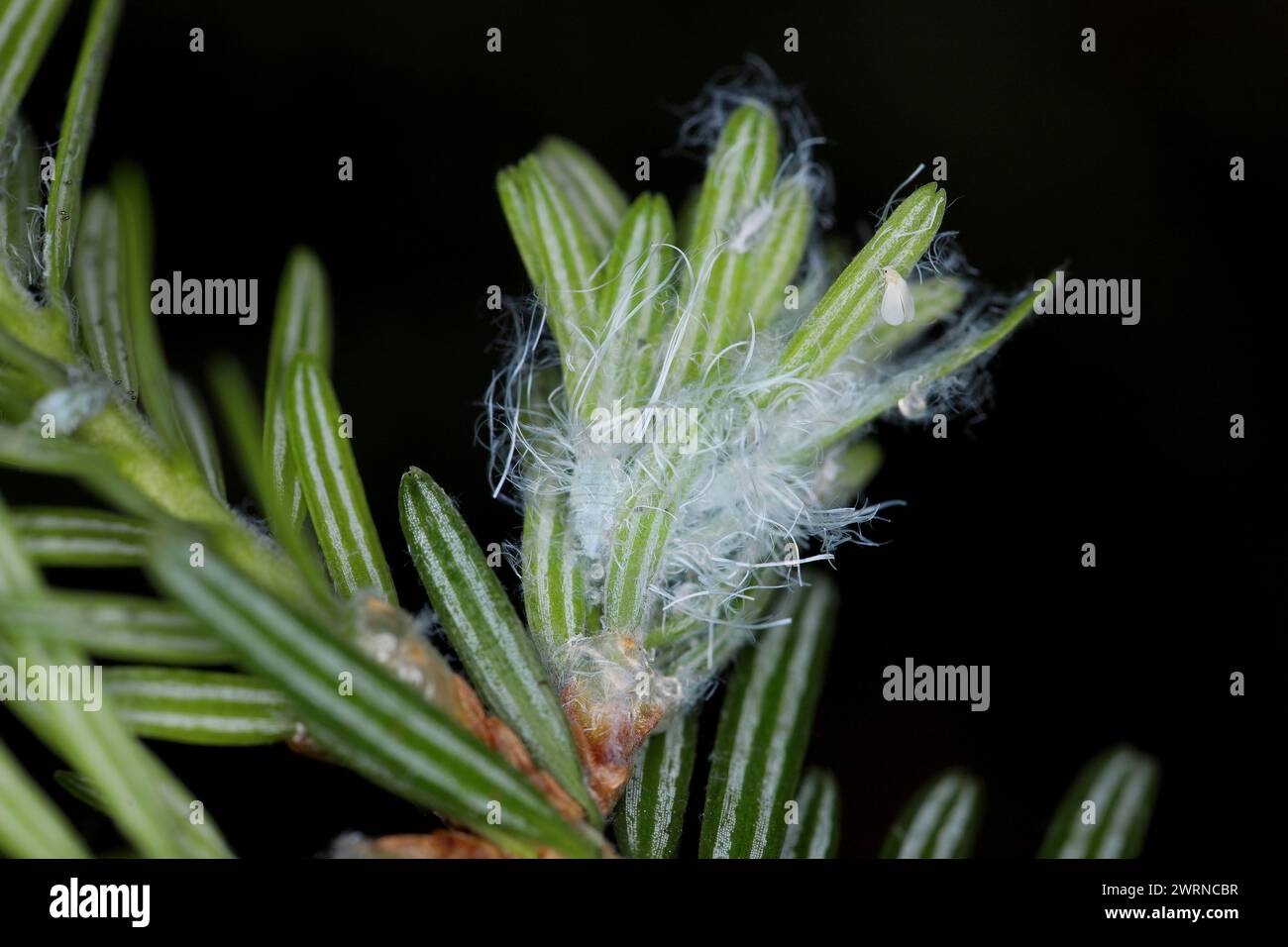 Woolly conifer aphid hi-res stock photography and images - Alamy