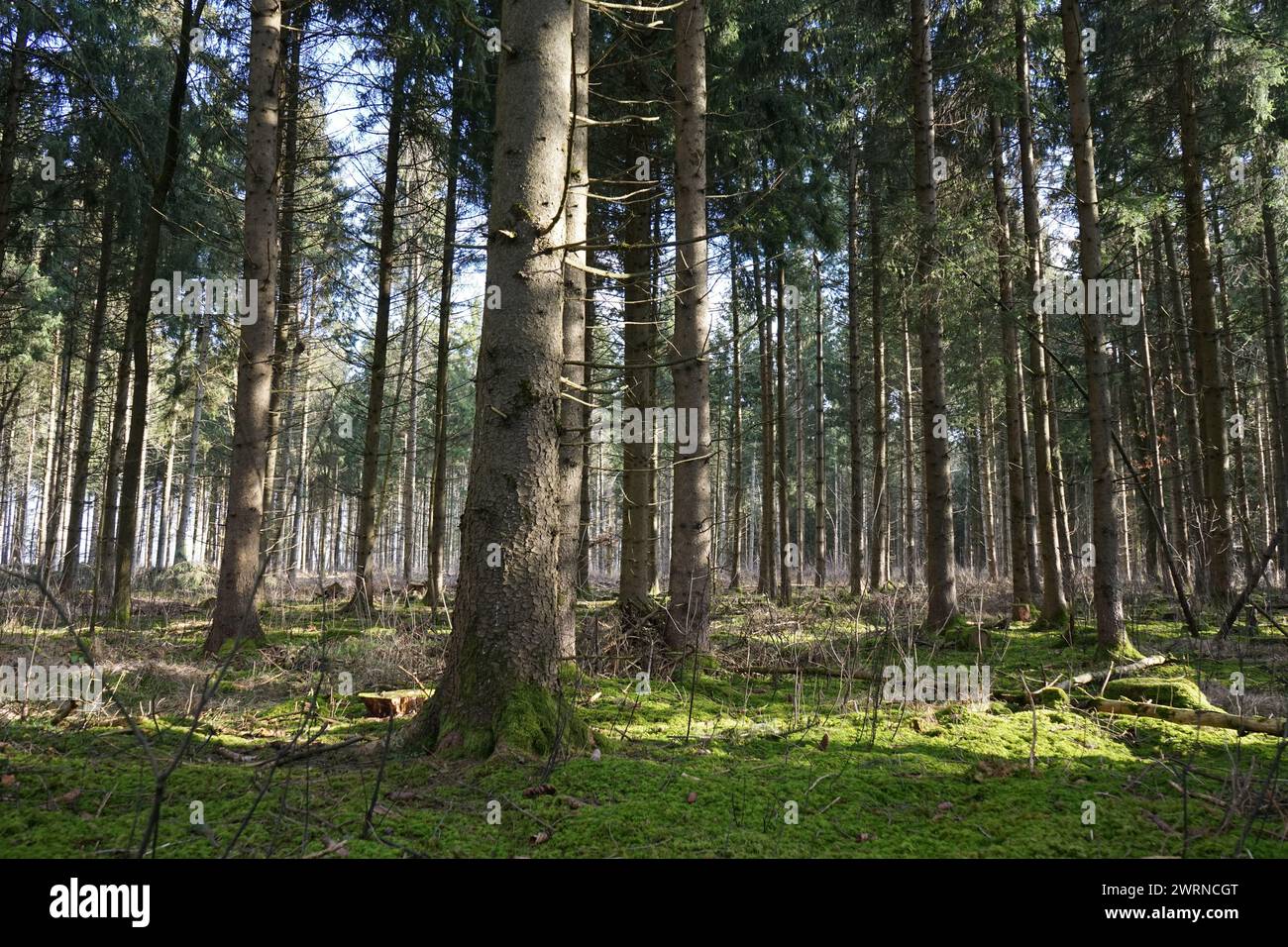 German pine wood hi-res stock photography and images - Alamy