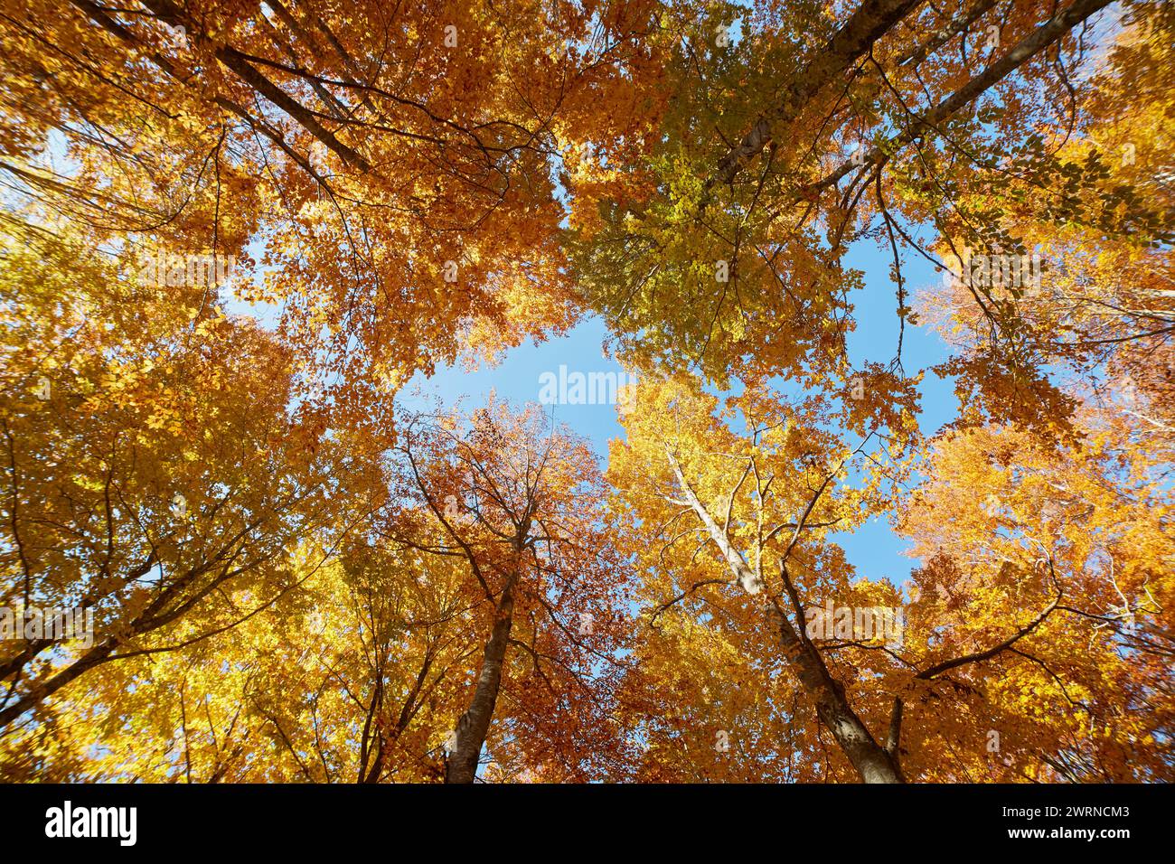 Beech trees with autumn colors.Autumn in the mountain Stock Photo - Alamy