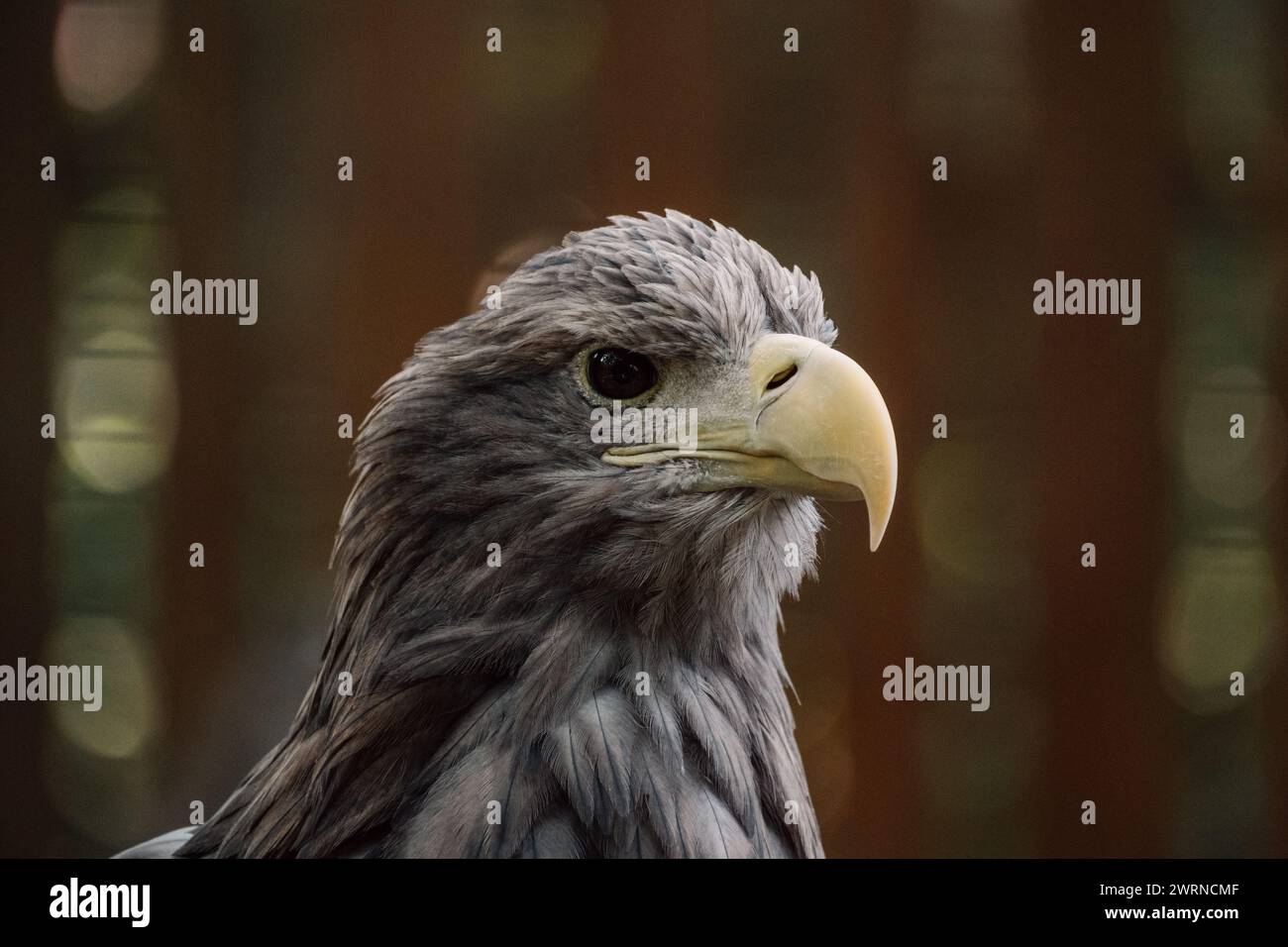 The eagle's piercing gaze captivates, a stunning portrait of predatory ...