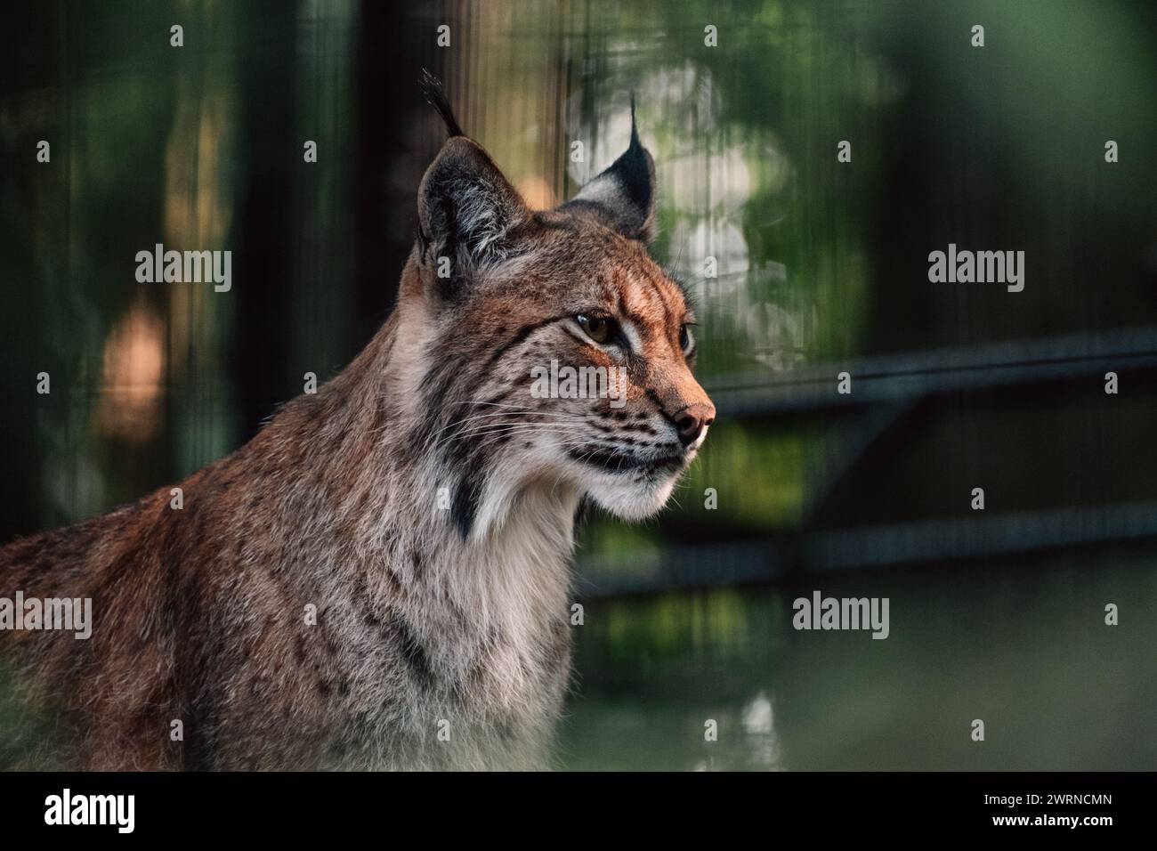 The lynx image exudes a quiet strength, tufted ears catching the soft ...