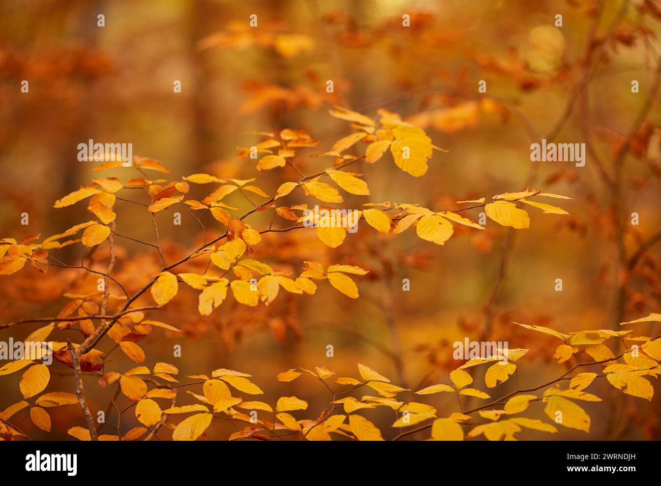 Beech trees with autumn colors.Autumn in the mountain Stock Photo - Alamy
