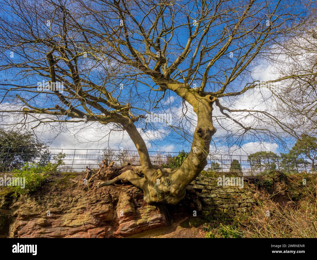Mature tree growing sideways out of a bank. UK Stock Photo - Alamy
