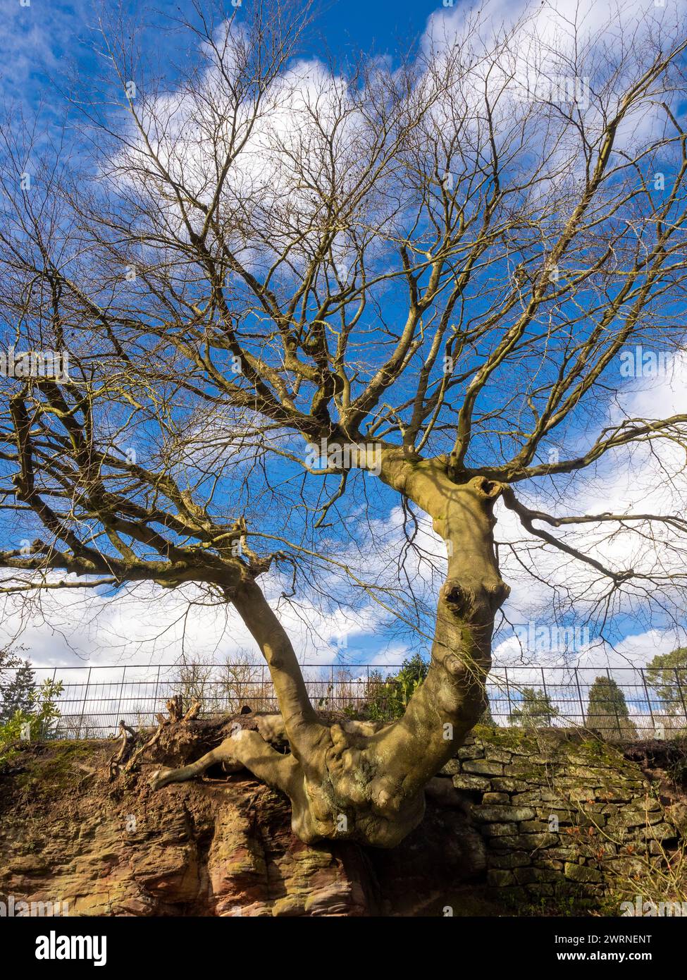 Tree growing sideways hi-res stock photography and images - Alamy