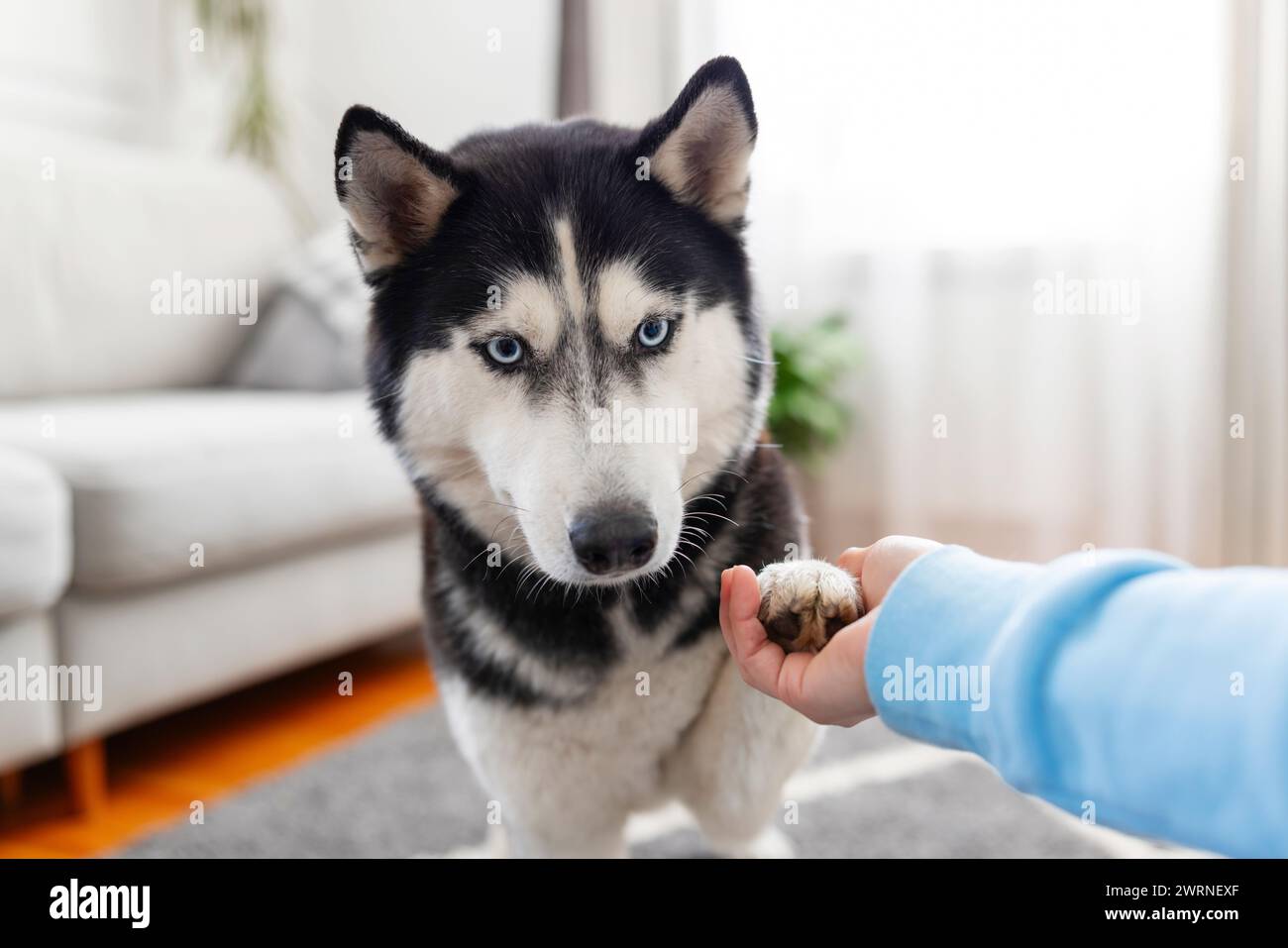 Husky Dog Giving Paw to Human Stock Photo - Alamy