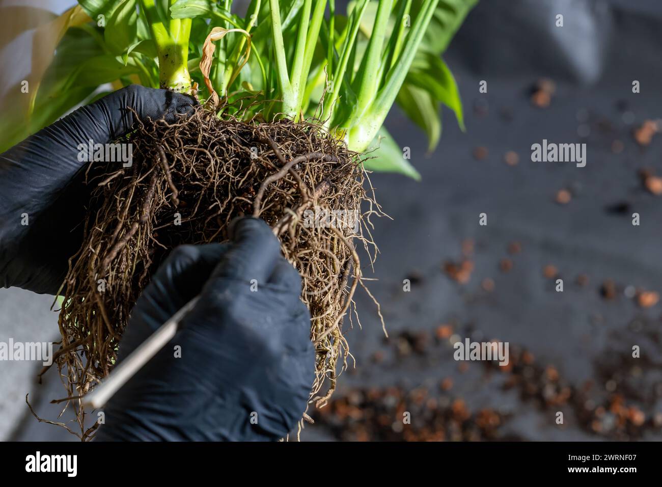Hands cradling a bunch of plants, roots at the core Stock Photo - Alamy