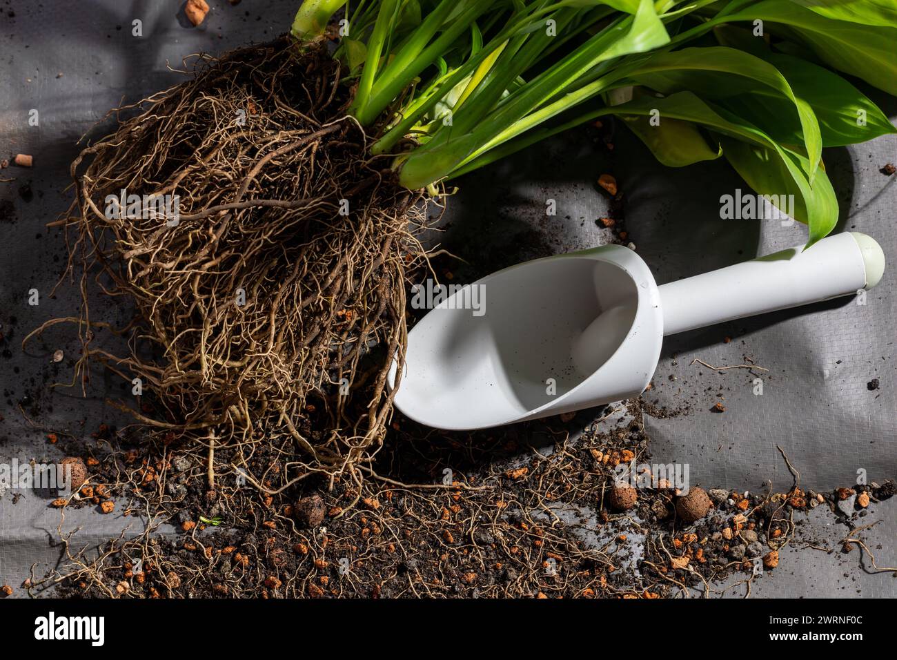 A mound of earth with foliage and a spade on the ground Stock Photo - Alamy