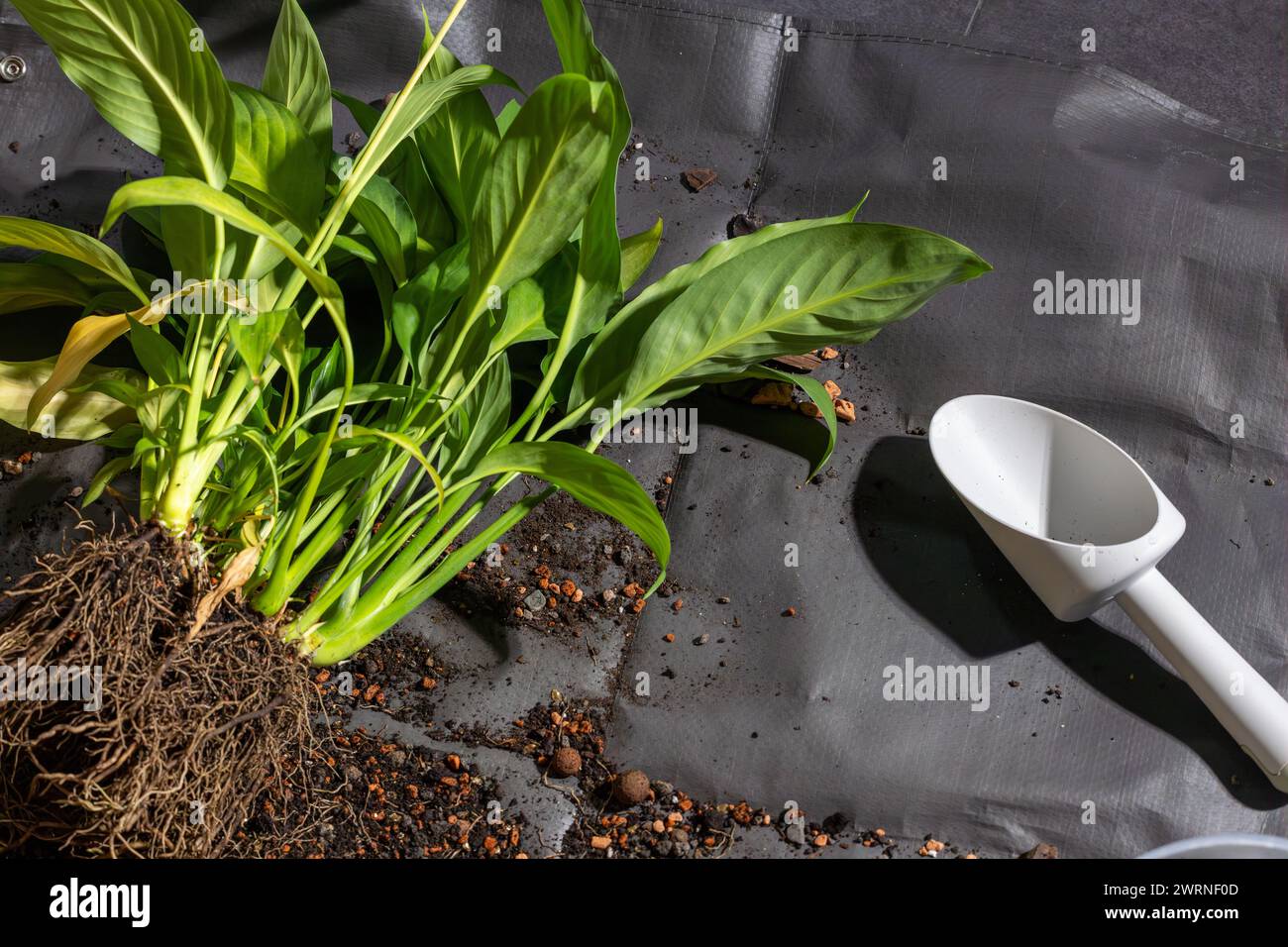 Fresh green leaves on a newly transplanted plant Stock Photo - Alamy