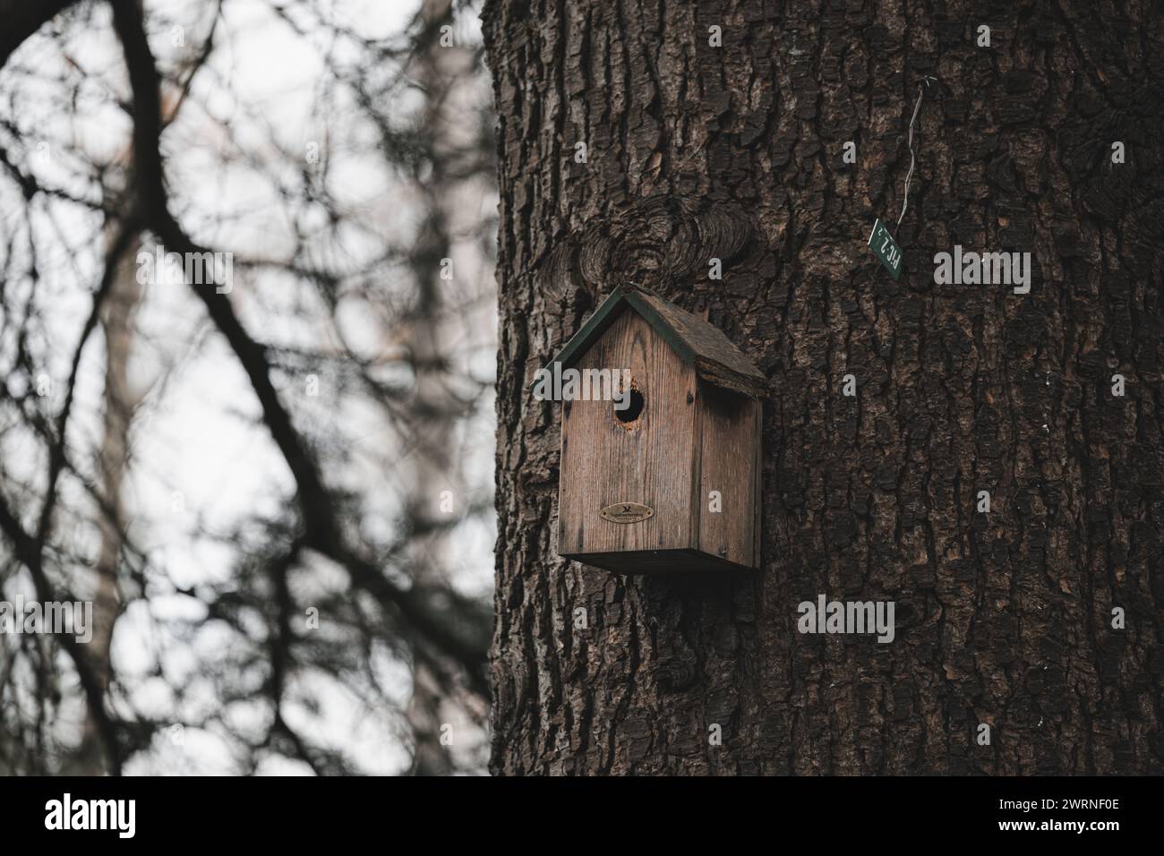 A birdhouse hanging on a tree in a forest setting Stock Photo - Alamy