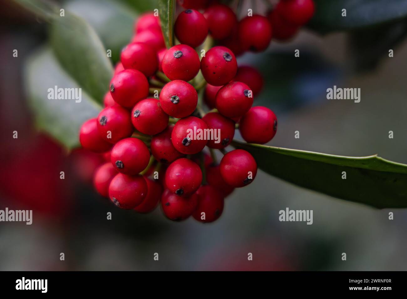 A tree with red berries outside a door Stock Photo - Alamy