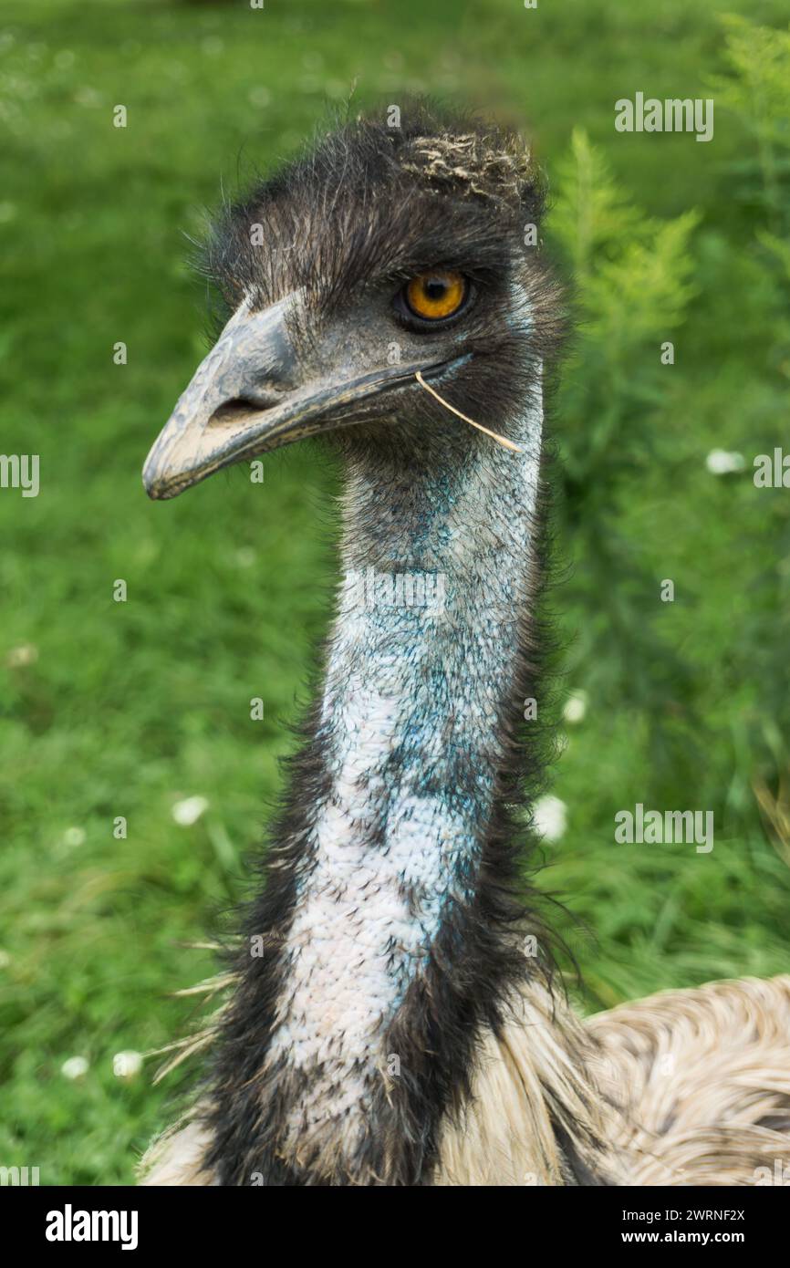 Shot of an emu in a zoo in Canada. Emus are flightless birds from the ...