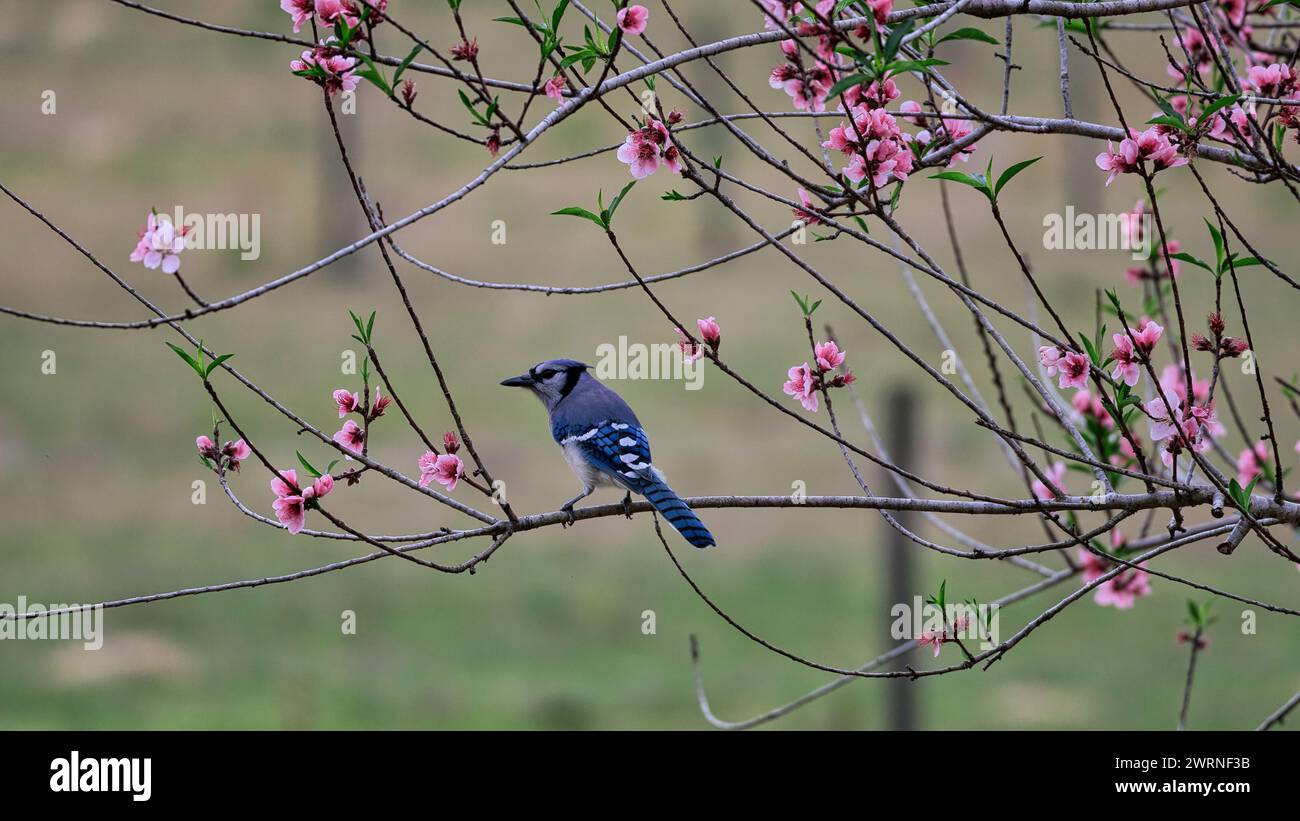 Beautiful pink flowers surrounded vibrant hi-res stock photography and ...