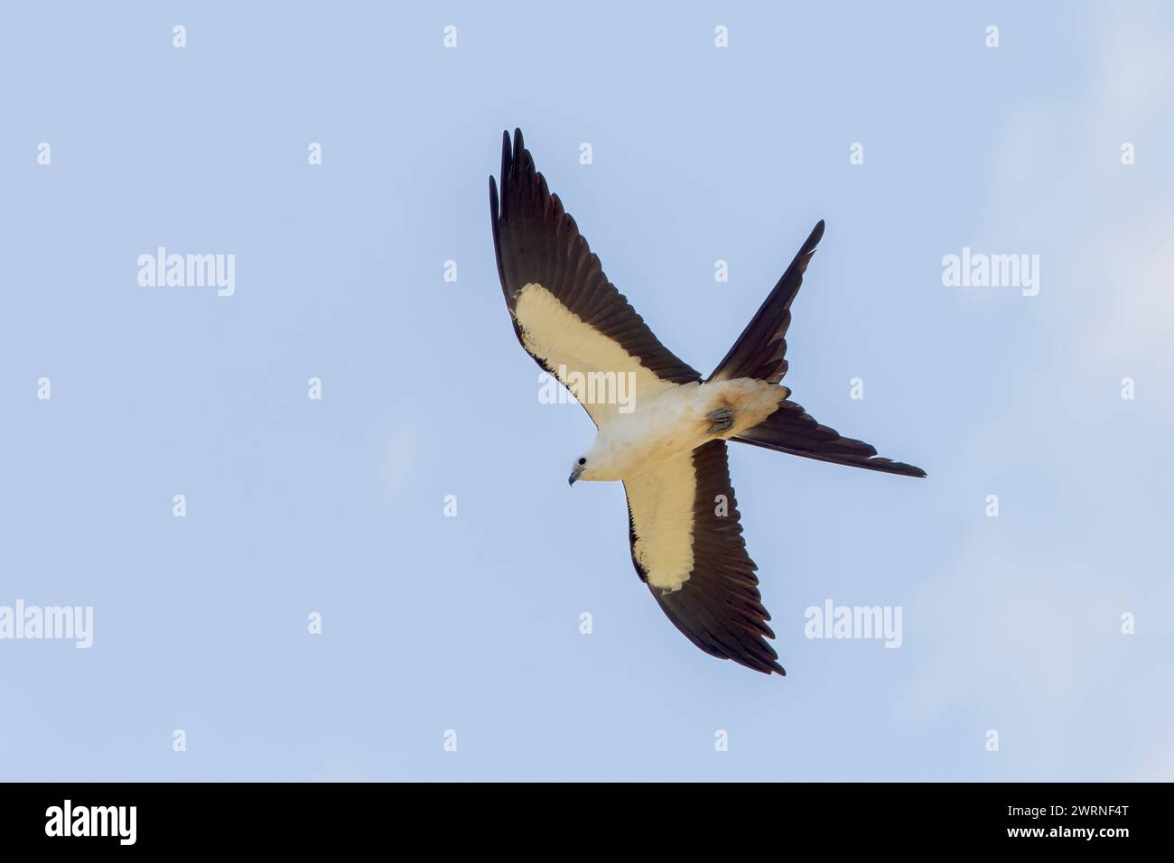Swallow-tailed Kite (Elanoides forficatus) flying around, Kissimmee ...
