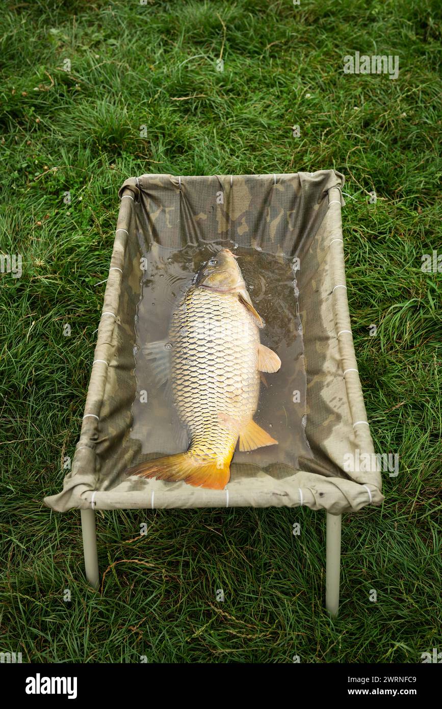A wet carp in a stand lies on the grass, demonstrating a successful ...