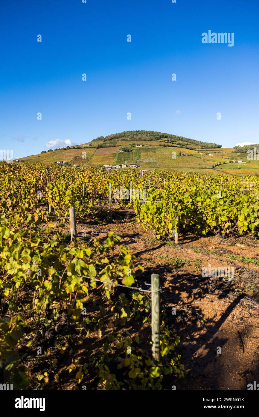 Mont Brouilly et son vignoble produisant l’un des meilleurs vins du ...