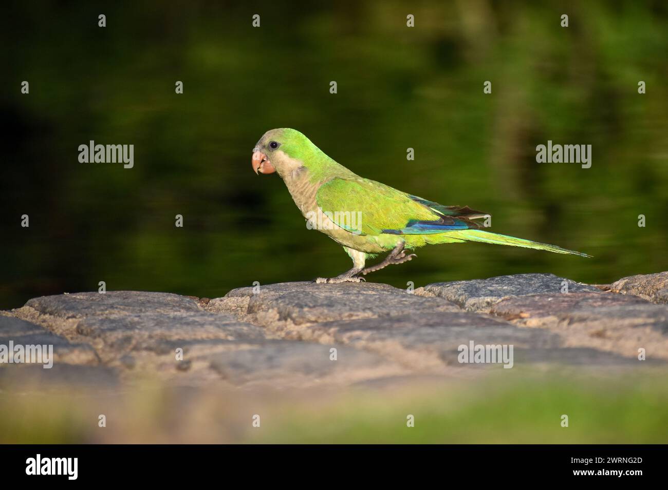 Monk parakeet on the ground hi-res stock photography and images - Alamy