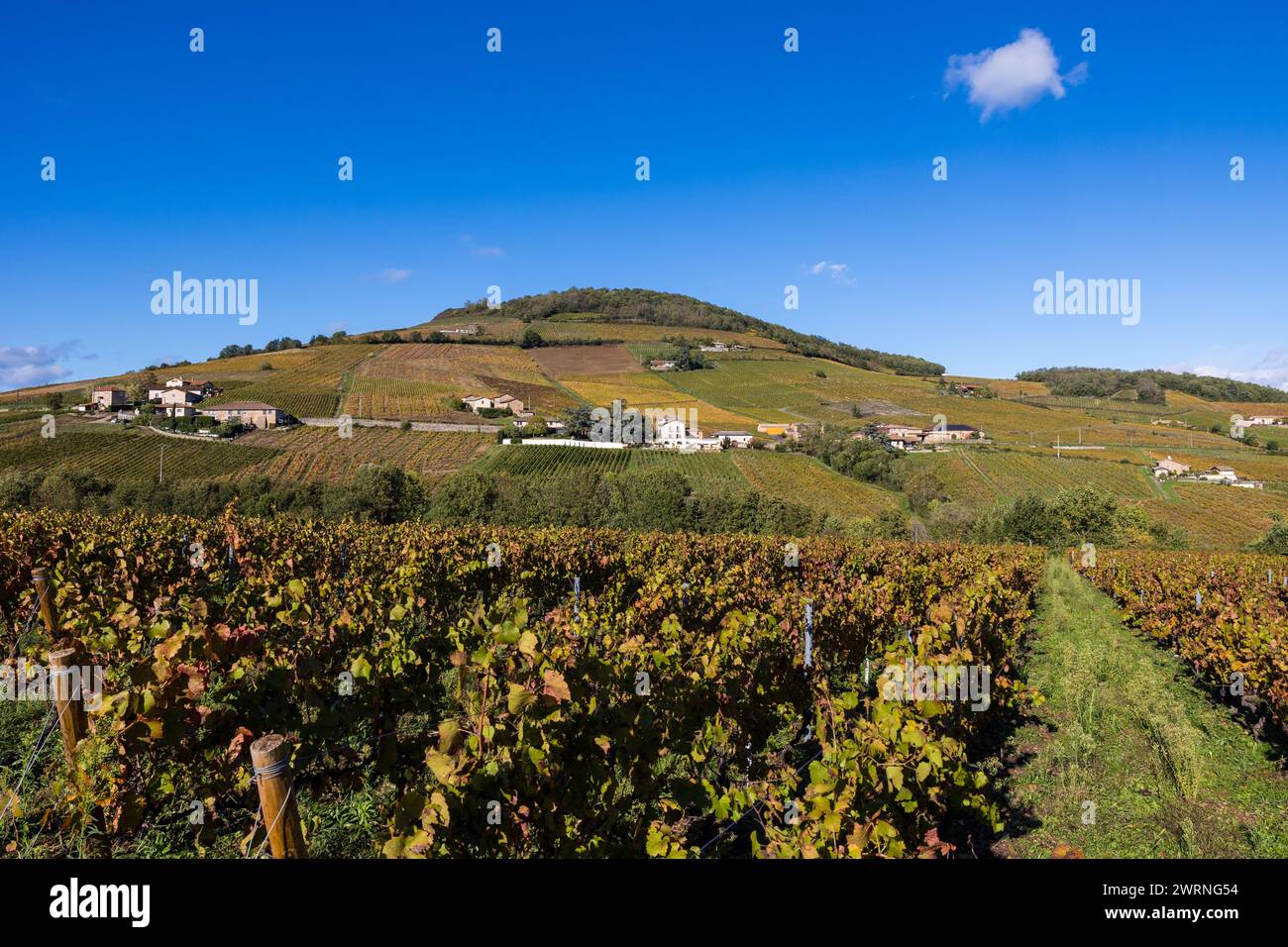 Mont Brouilly et son vignoble produisant l’un des meilleurs vins du ...