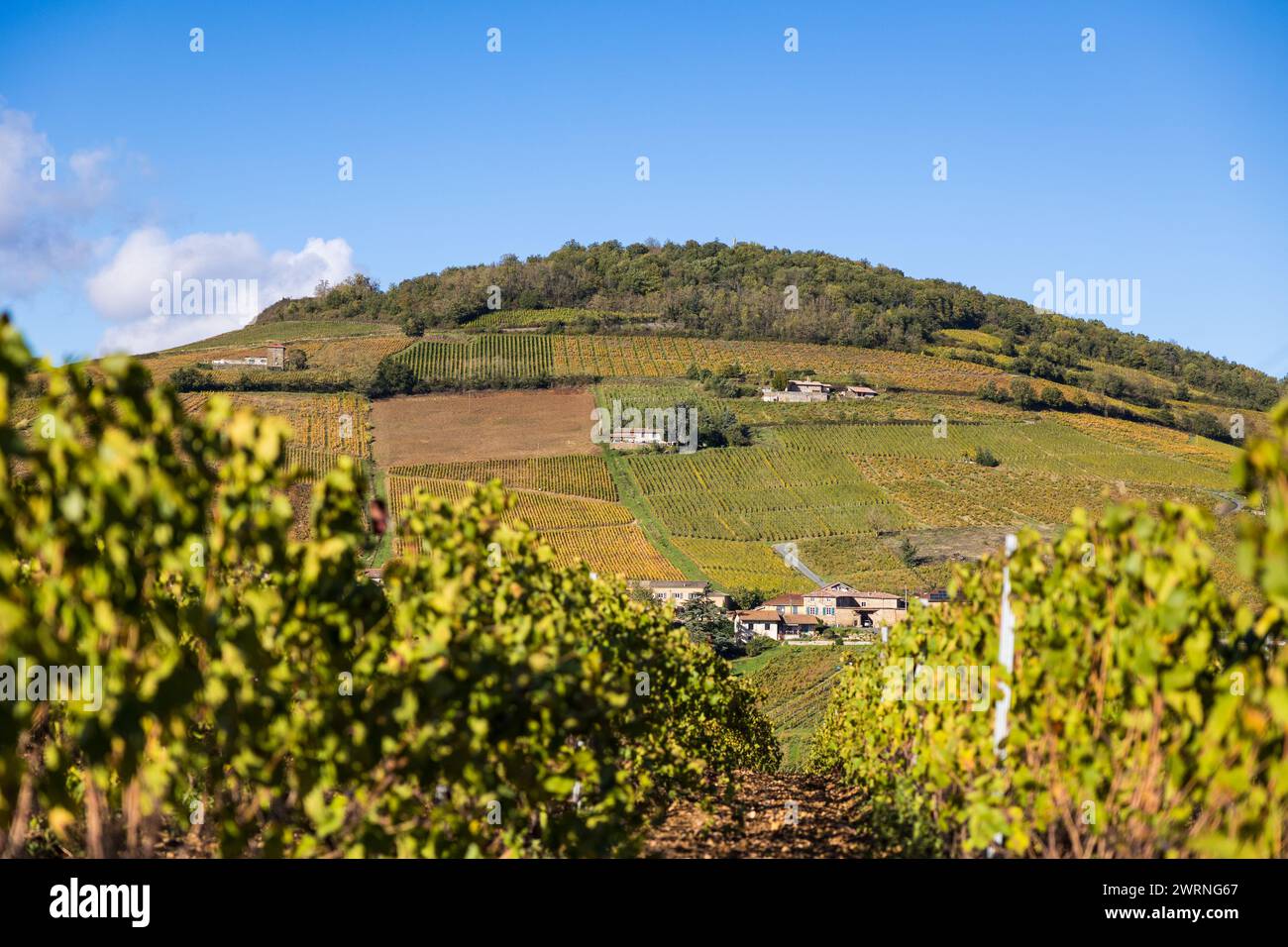 Mont Brouilly et son vignoble produisant l’un des meilleurs vins du ...
