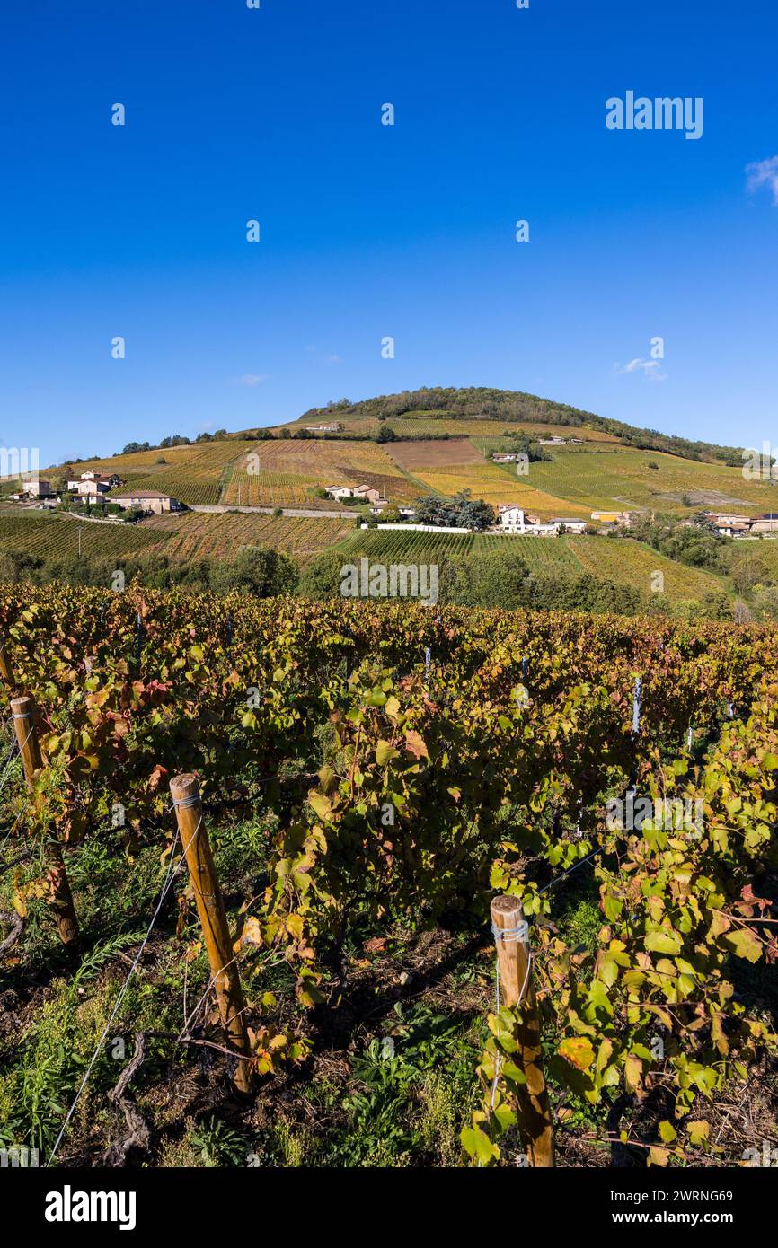 Vins du beaujolais hi-res stock photography and images - Alamy