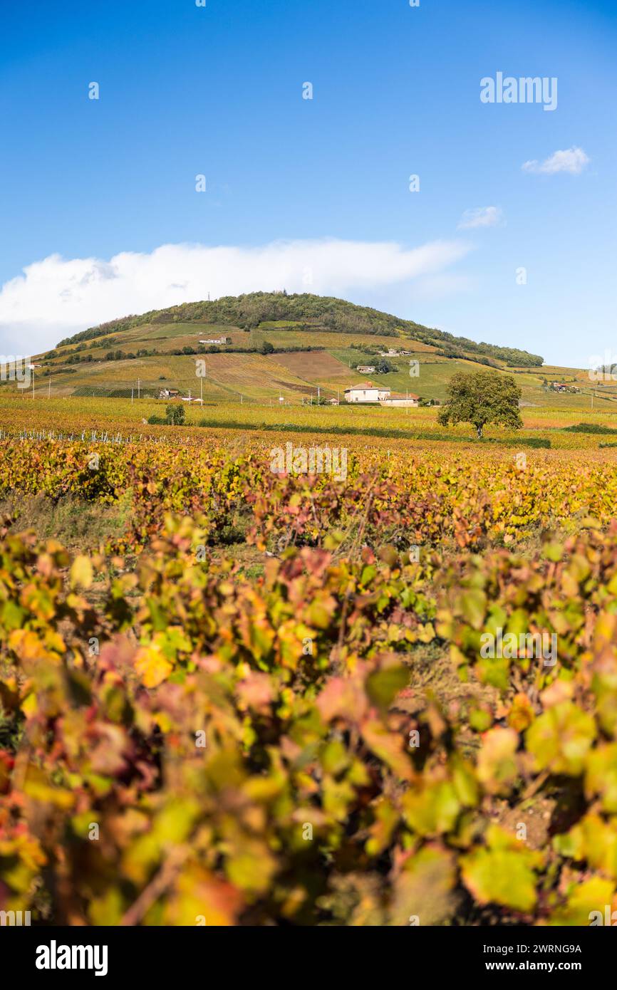 Mont Brouilly et son vignoble produisant l’un des meilleurs vins du ...