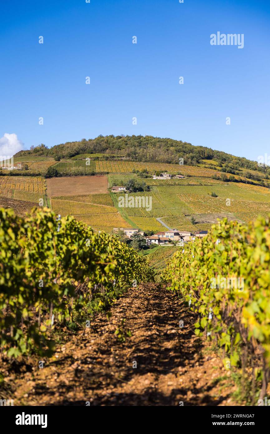 Mont Brouilly et son vignoble produisant l’un des meilleurs vins du ...