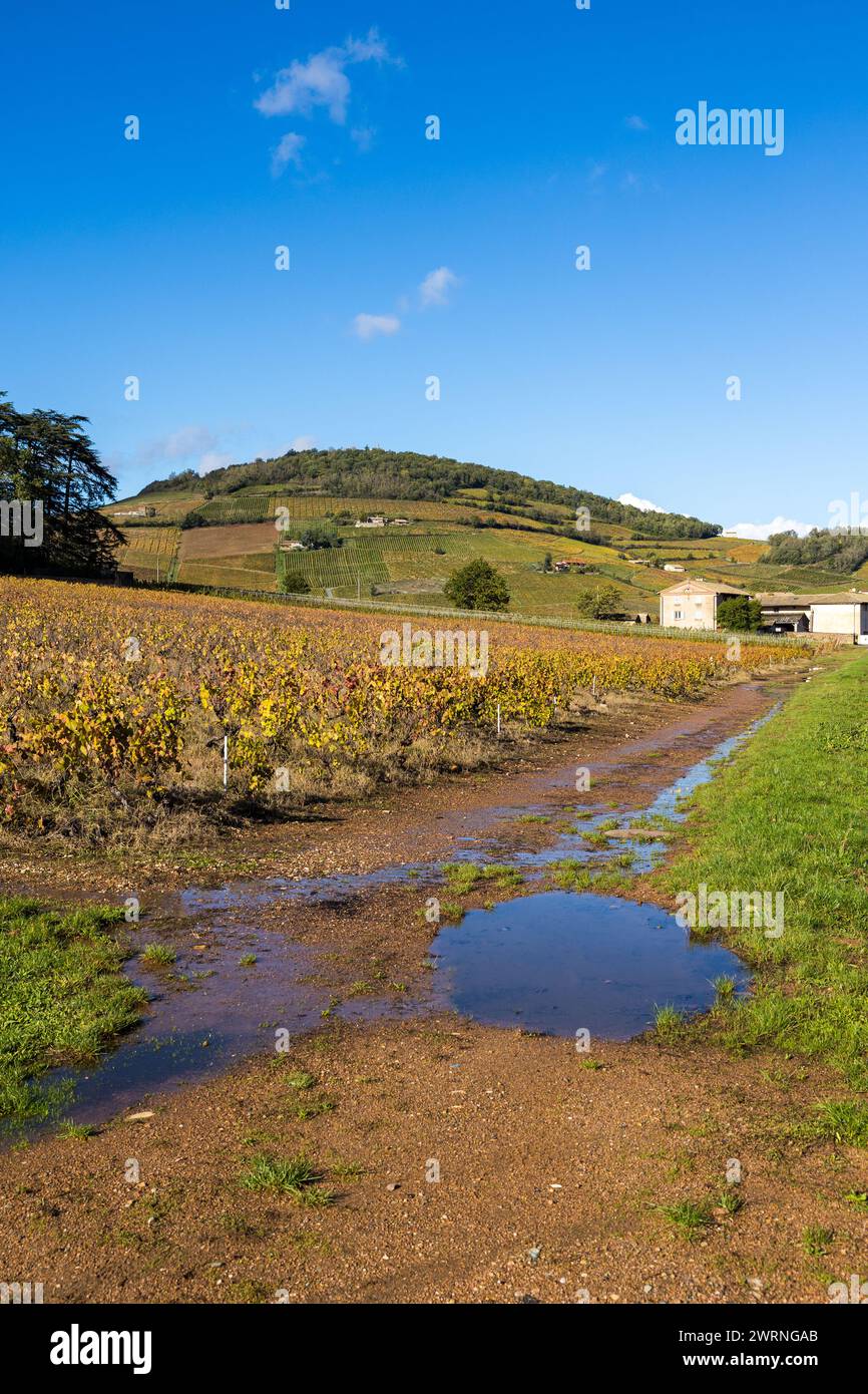 Mont Brouilly et son vignoble produisant l’un des meilleurs vins du ...
