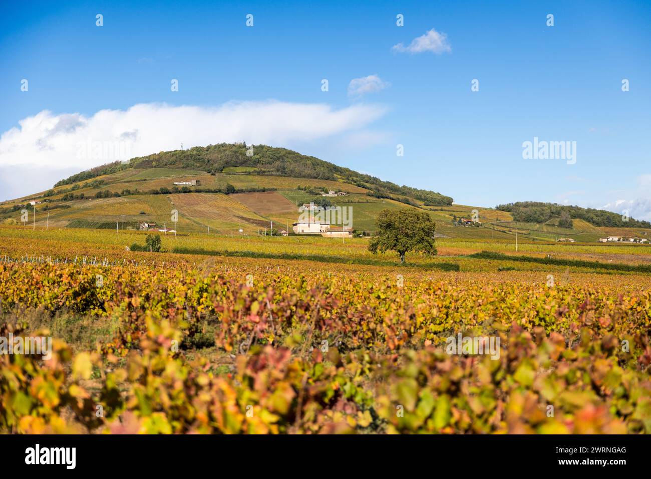 Mont Brouilly et son vignoble produisant l’un des meilleurs vins du ...