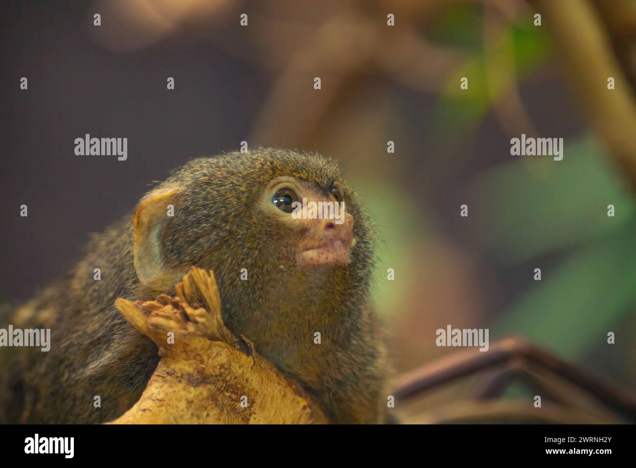 Pygmy marmoset (Cebuella pygmaea). Wildlife animal Stock Photo - Alamy