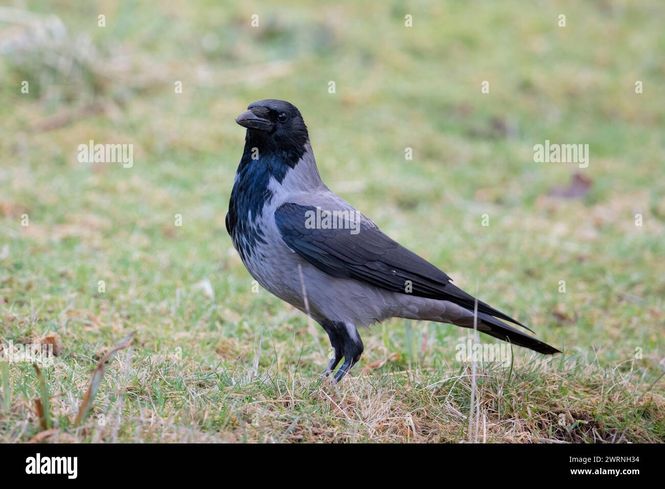 Hooded Crow (Corvus cornix) Isle of Mull, Scottish Islands, Scotland ...