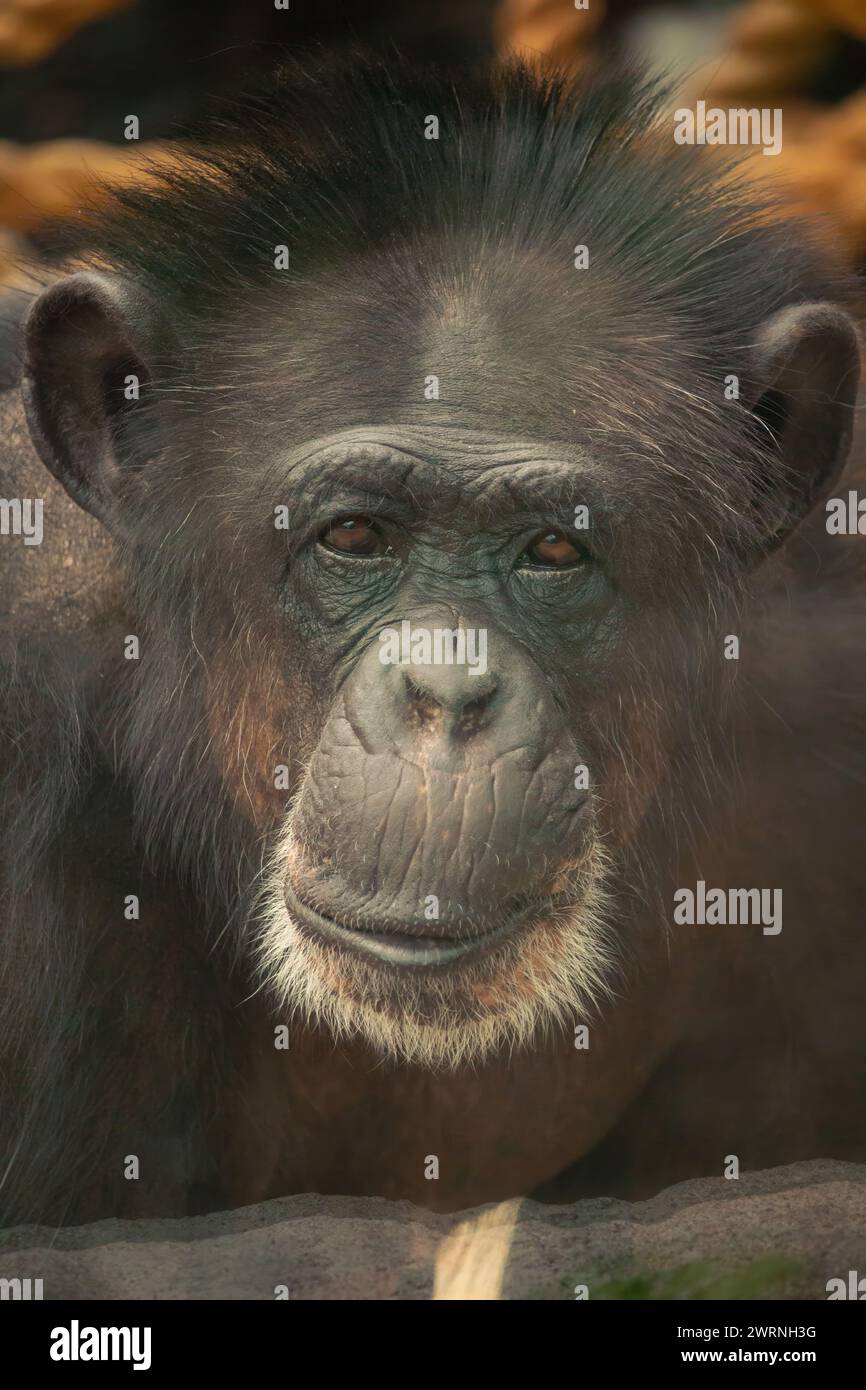 Gorilla chimpanzee orangutan hi-res stock photography and images - Alamy