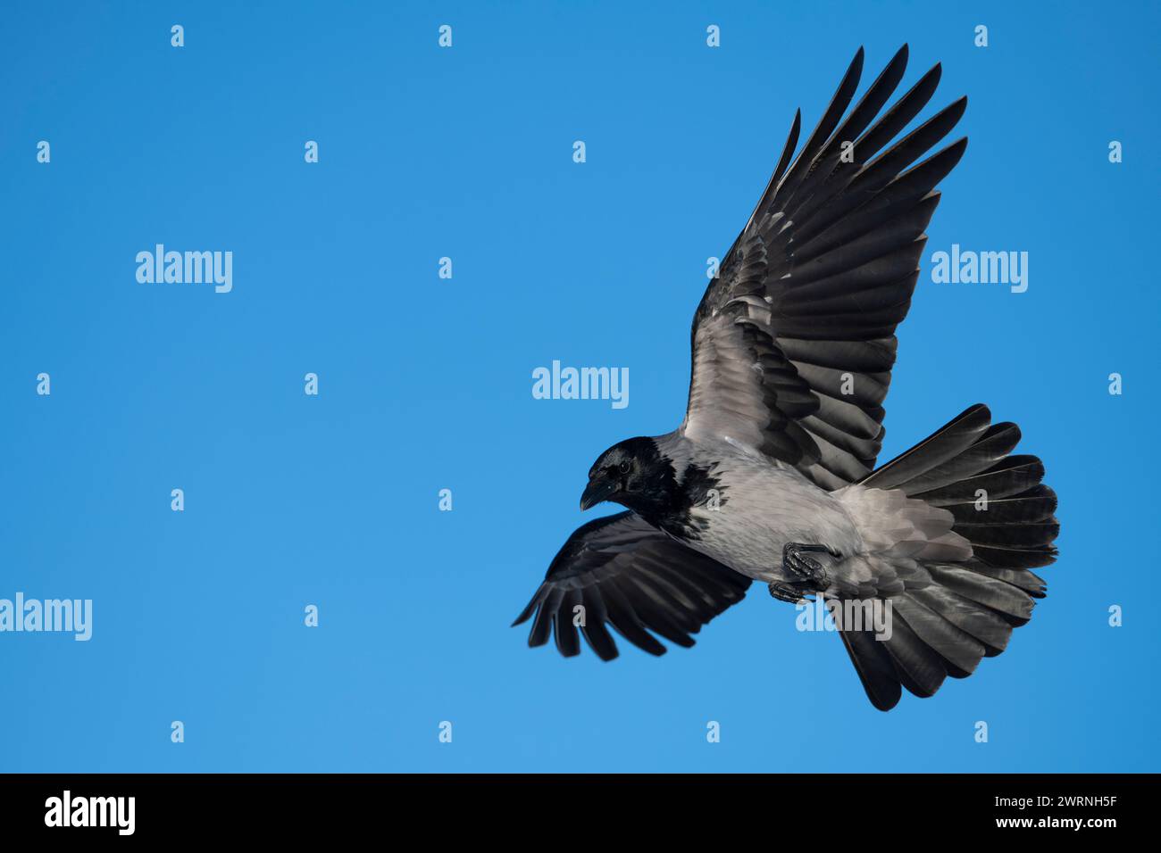 Flying hooded crow hi-res stock photography and images - Alamy
