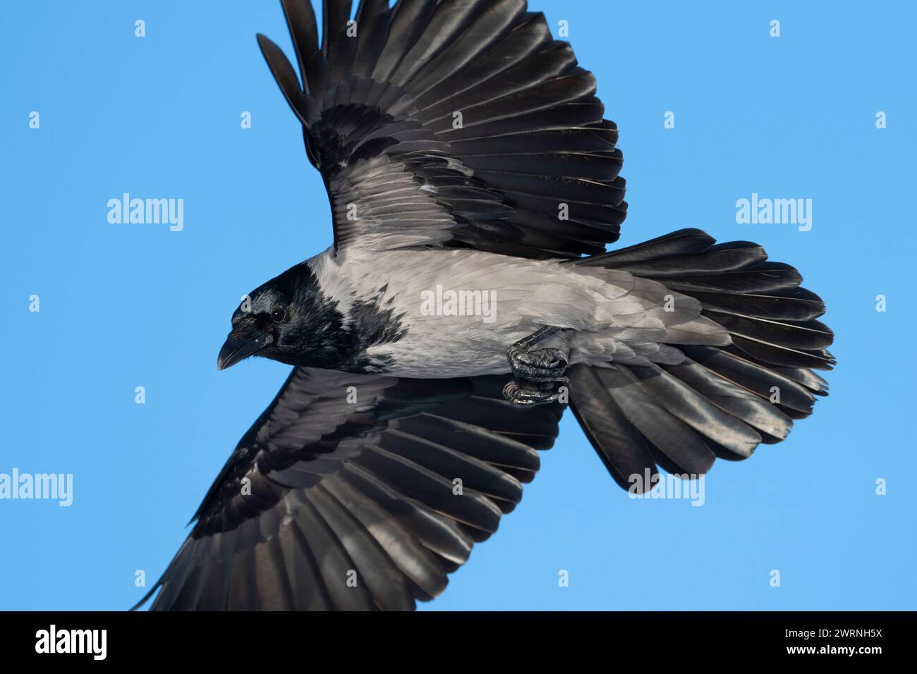Hooded crow scotland hi-res stock photography and images - Alamy
