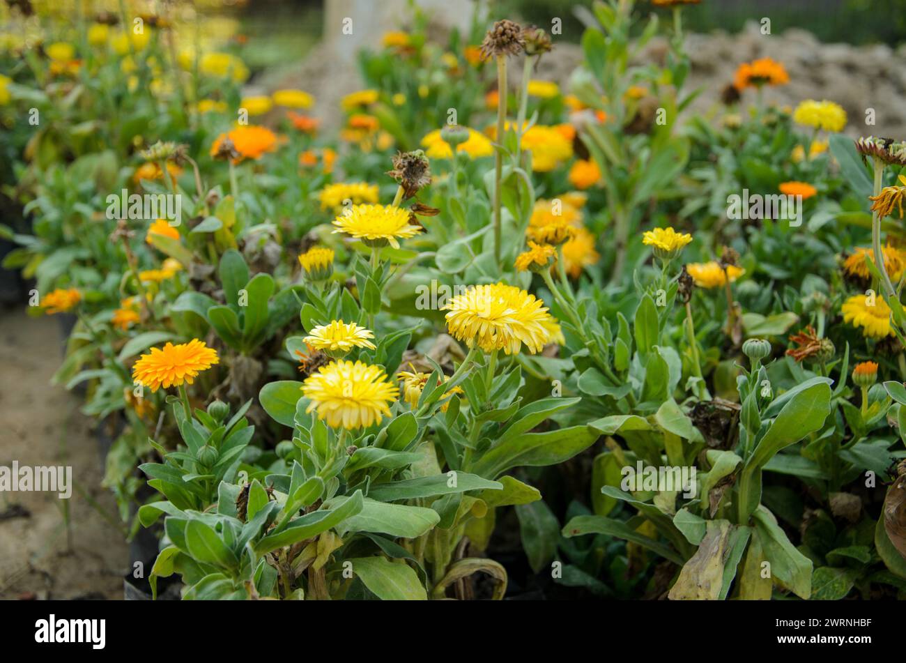 Calendula flowers growing in garden nursery Stock Photo - Alamy