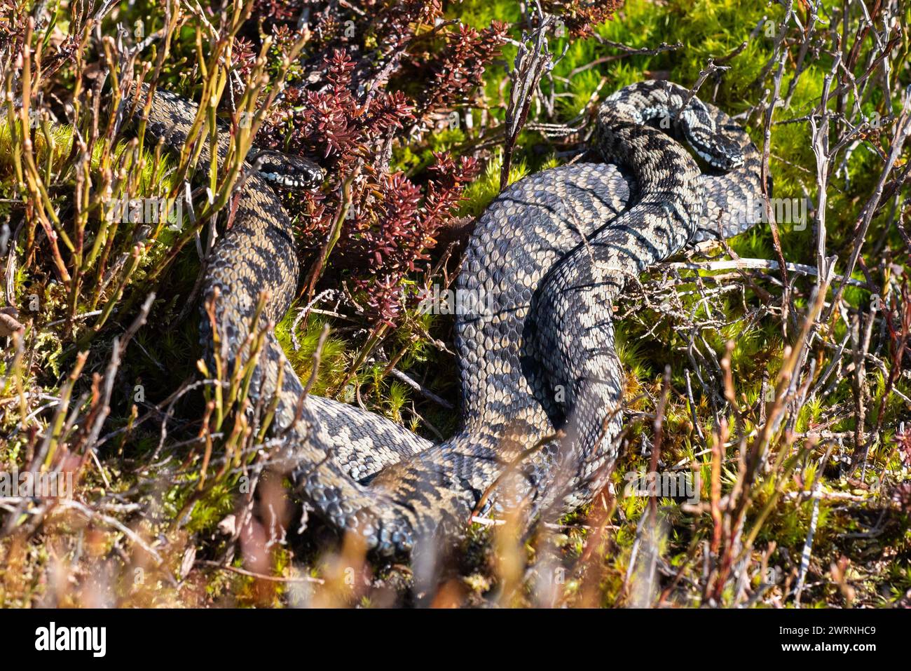 Blue male adder hi-res stock photography and images - Alamy