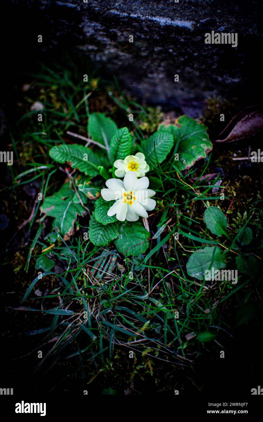 Tiny grass flower hi-res stock photography and images - Alamy