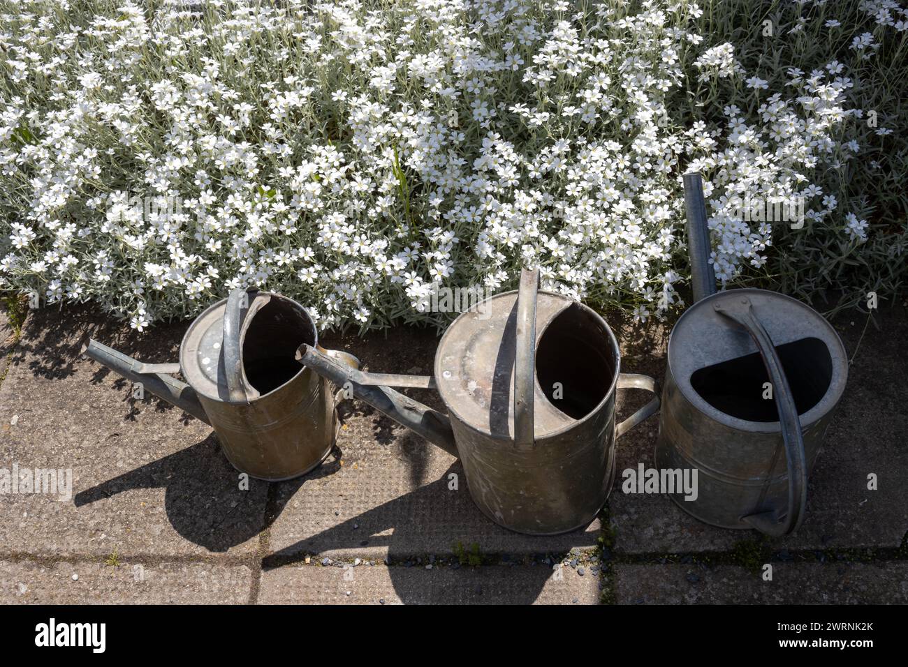 Aluminium cans plants hi-res stock photography and images - Alamy