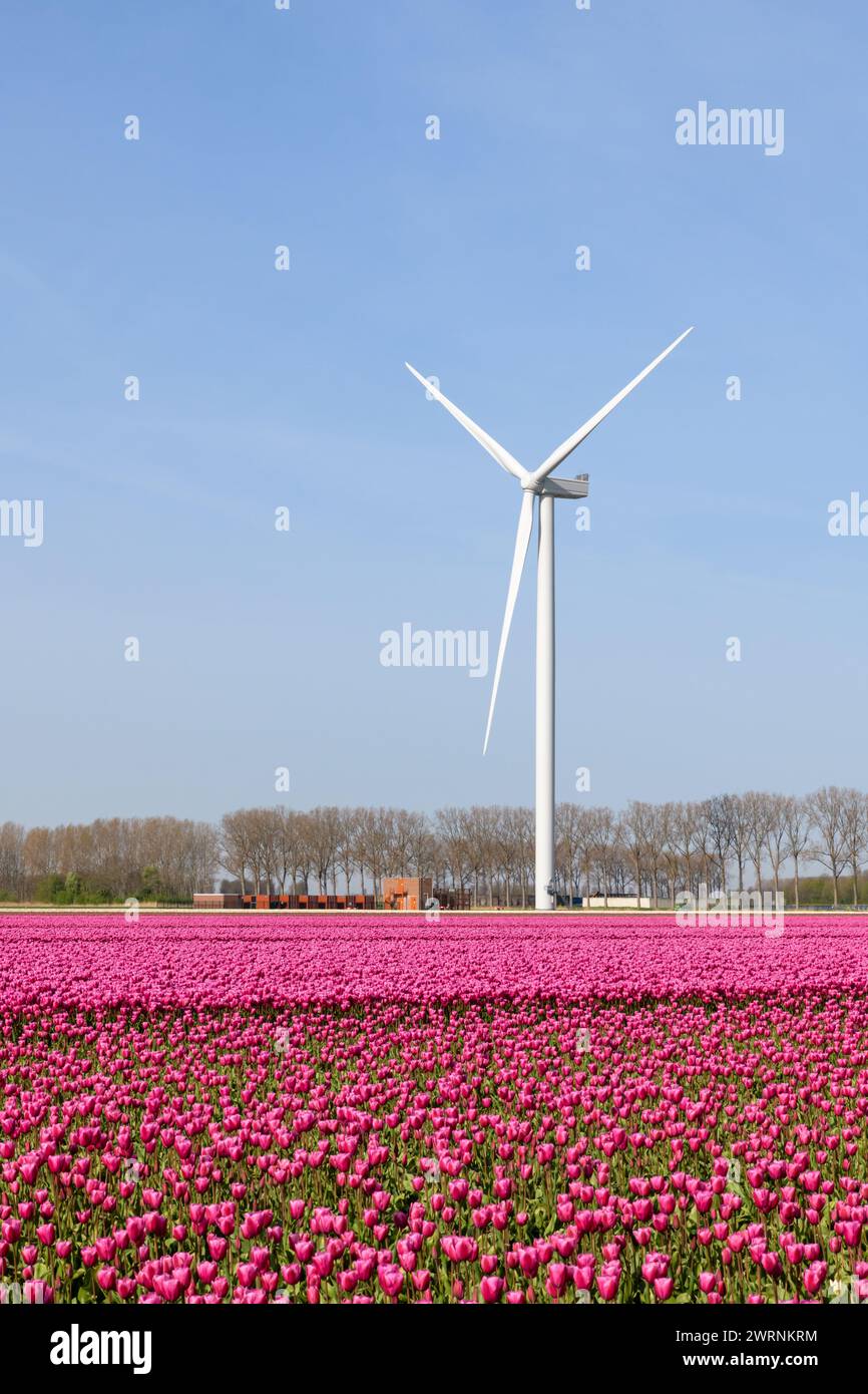 A wind turbine and pink flowering tulips on a beautiful day in spring ...