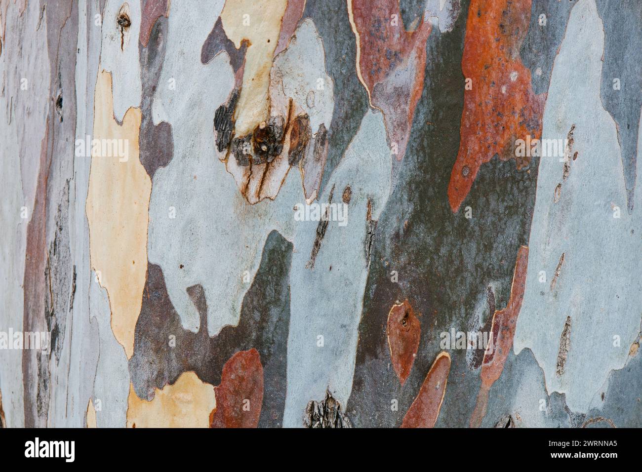 Platanus occidentalis trunk hi-res stock photography and images - Alamy
